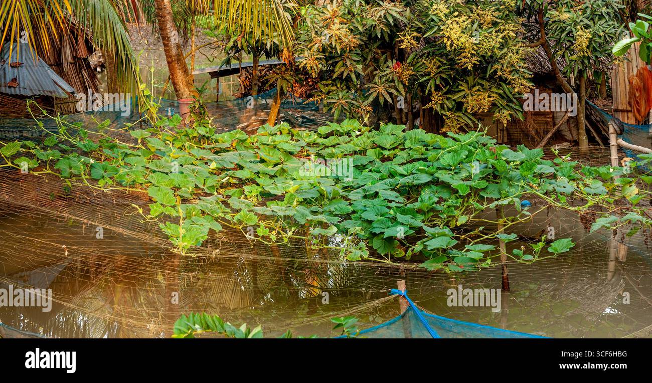 Bottle Gourd vegetable field. Khulna, Bangladesh Stock Photo - Alamy