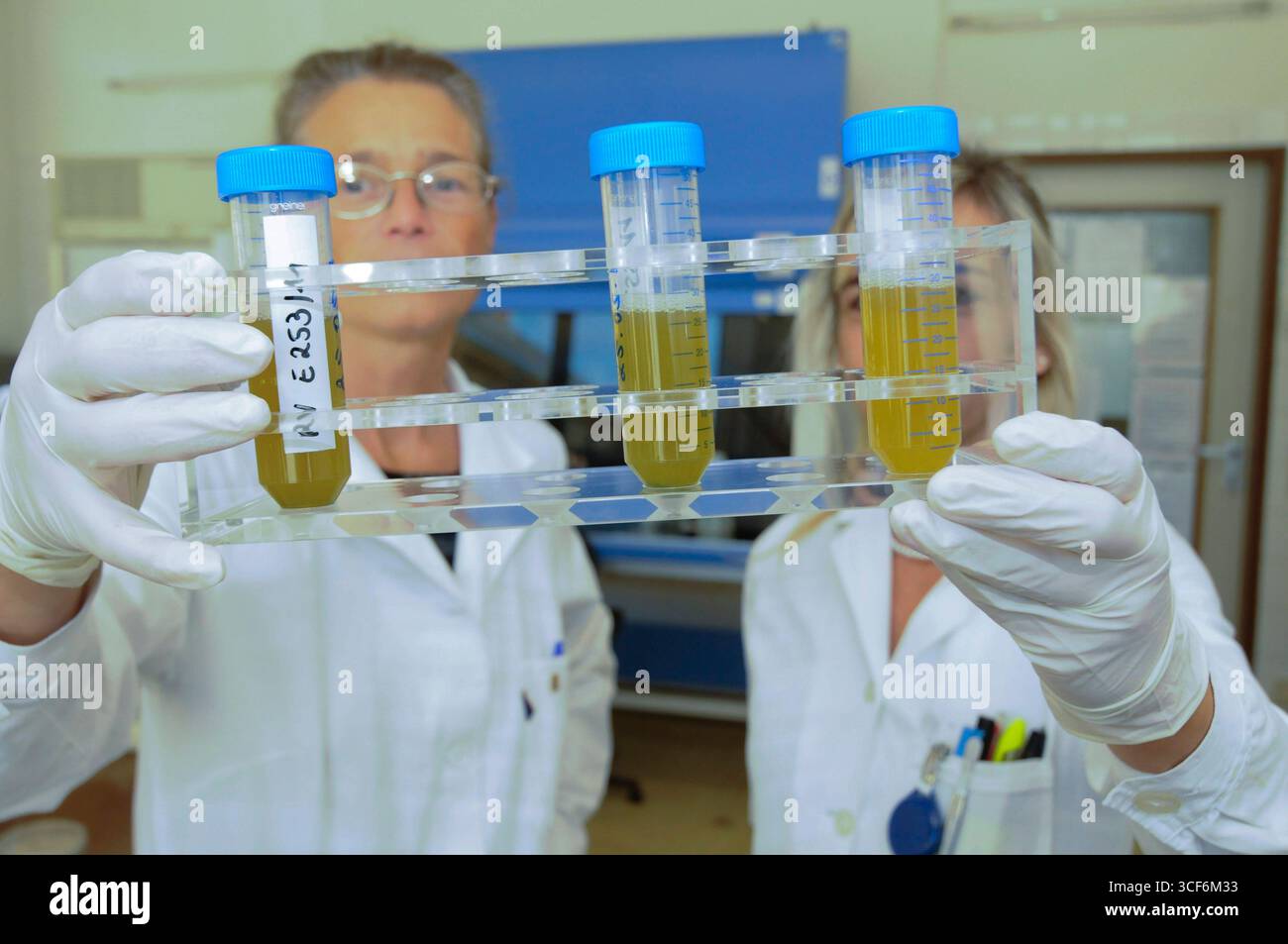 scientific examination and analysis in a hygiene laboratory in a ...