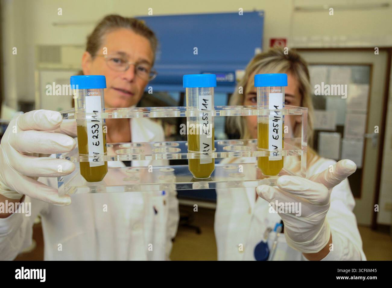 scientific examination and analysis in a hygiene laboratory in a ...