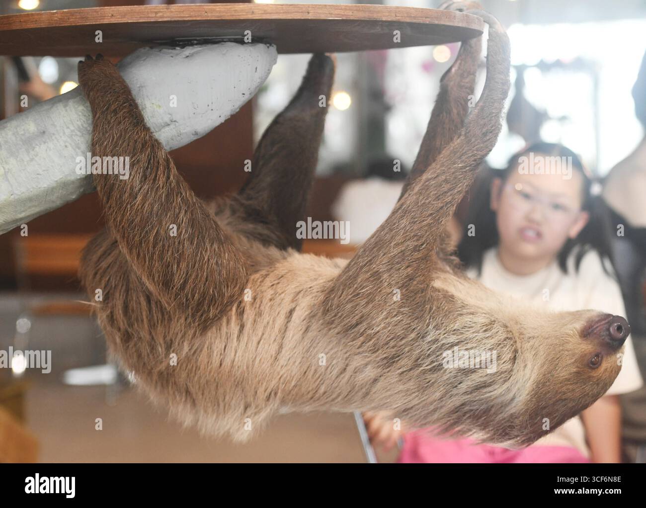 People interact with a sloth at a coffee store in Hangzhou City, east ...