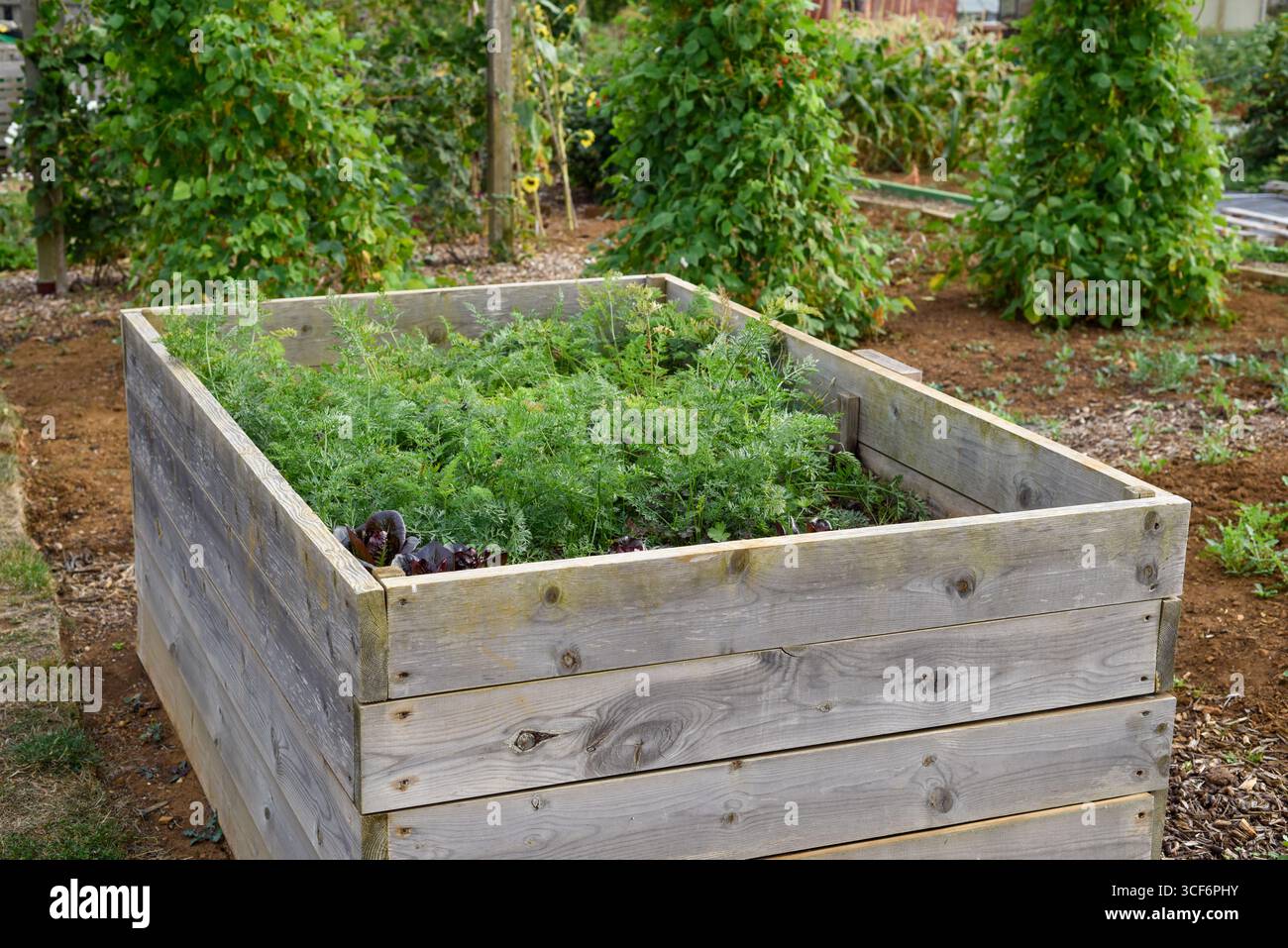 Herbs growing in a raised planter on an allotment vegetable plot in a ...