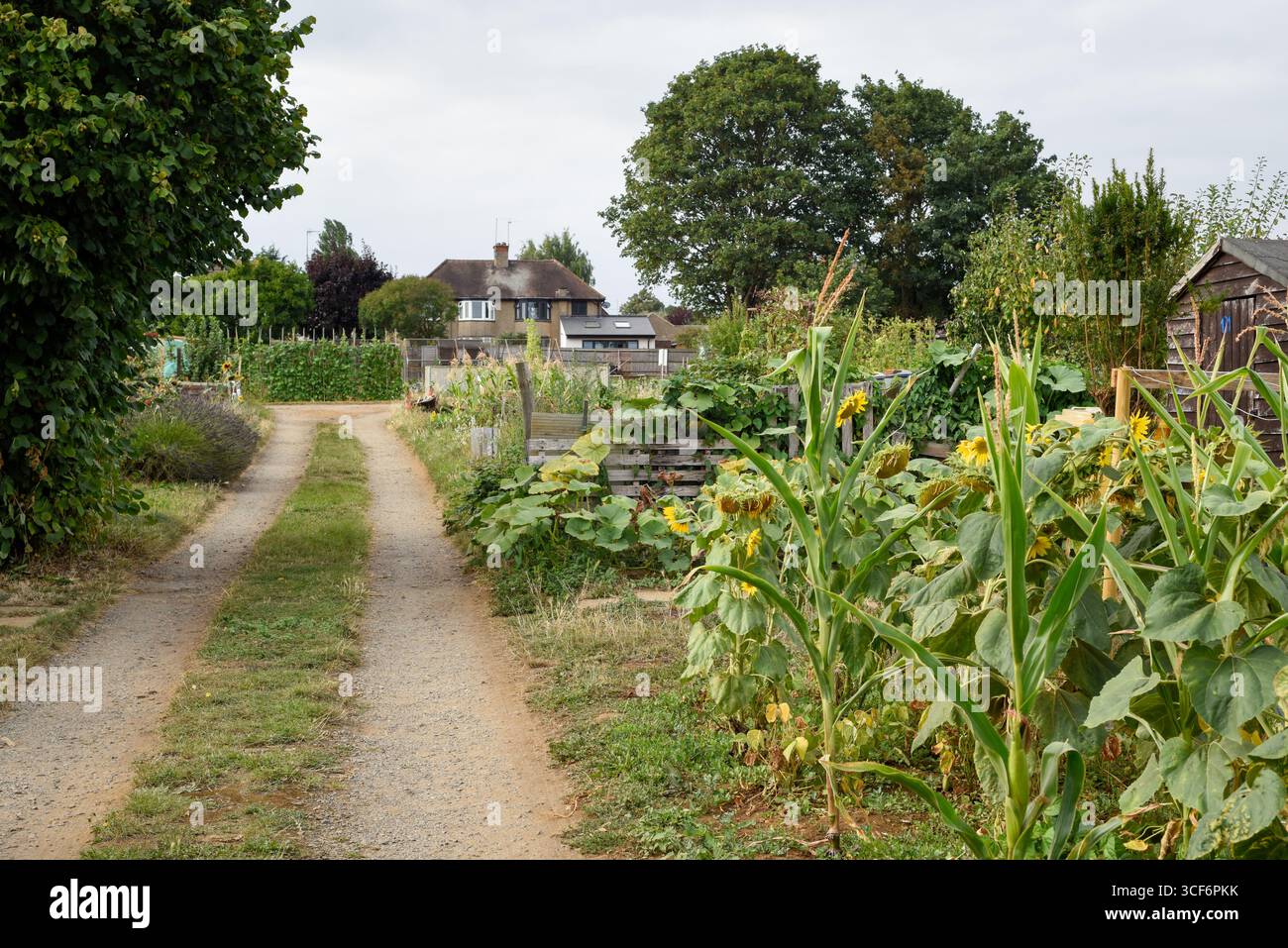 View of several vegetable plots during evening on an allotment patch in ...