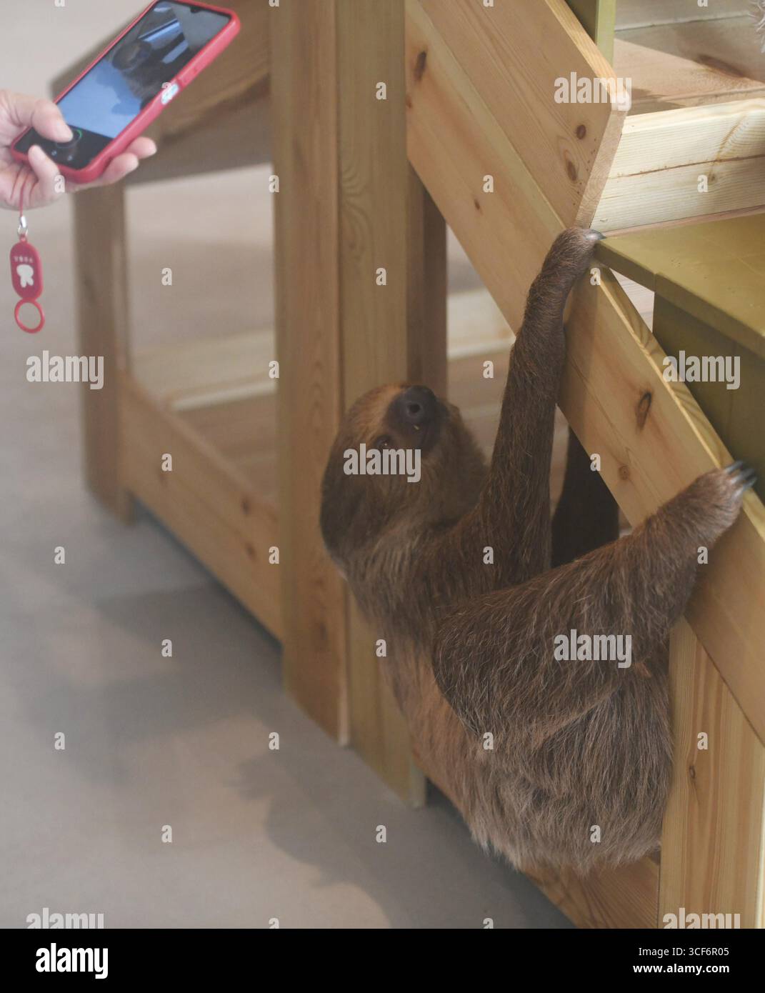 People interact with a sloth at a coffee store in Hangzhou City, east ...