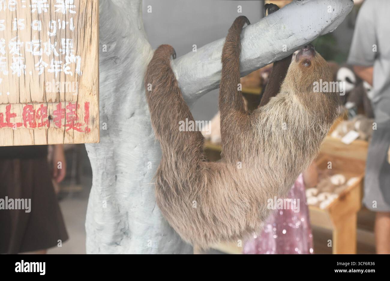 People interact with a sloth at a coffee store in Hangzhou City, east ...
