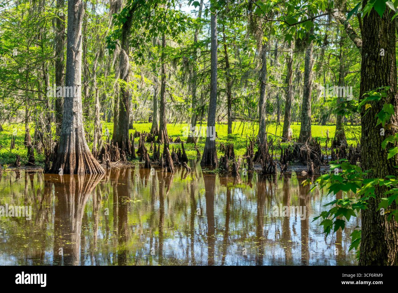 Cypress swamp in Lake Fausse Pointe State Park, scenic landscape ...