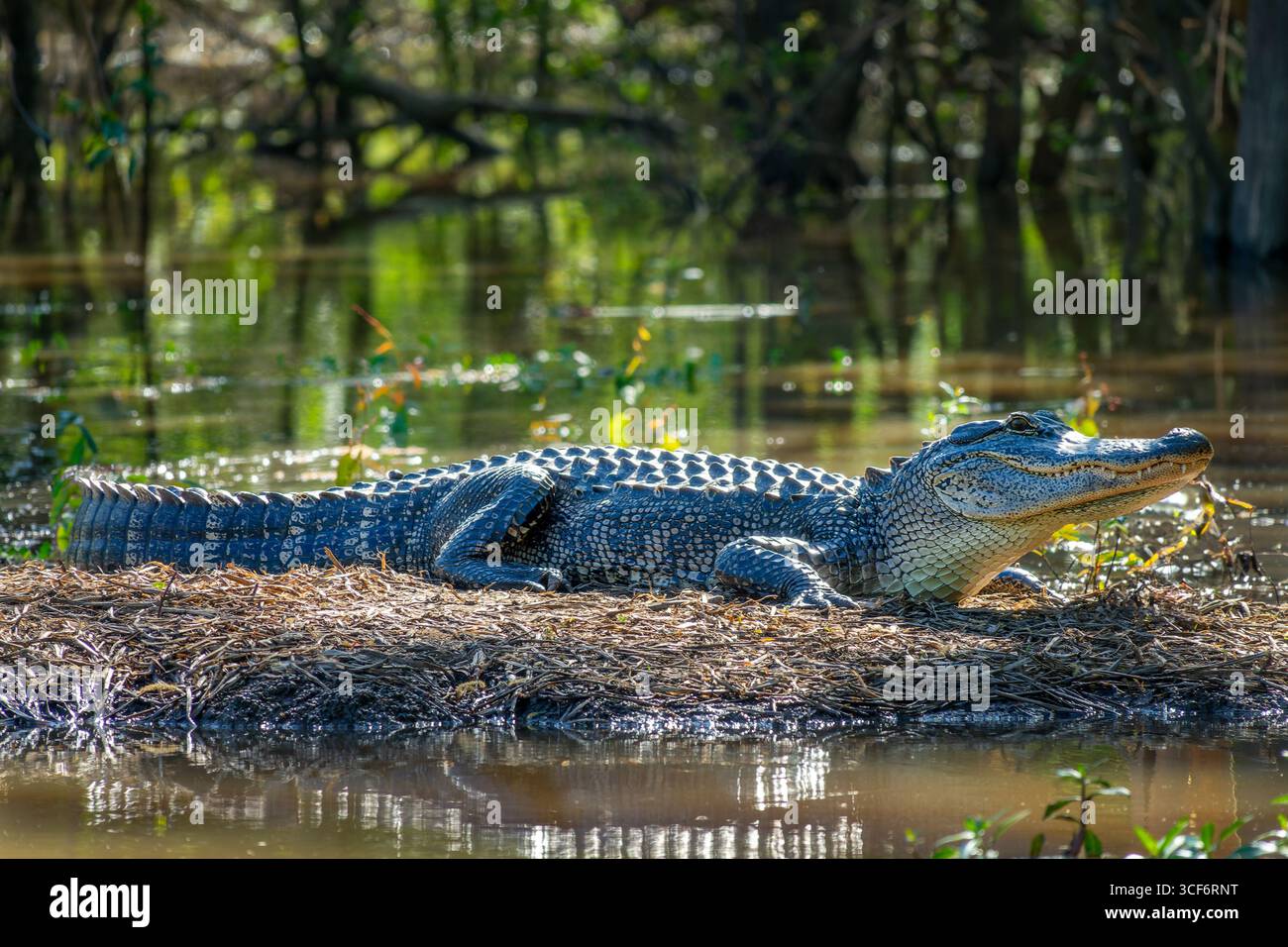 Close up side view an alligator warming in the sun outside the water in ...