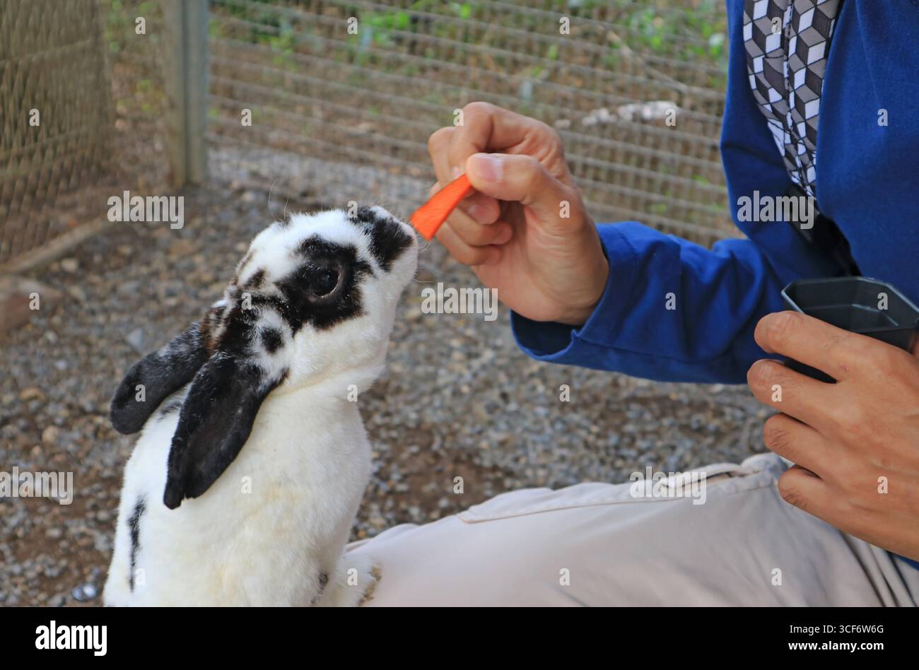 Adorable bunny being pet in hi-res stock photography and images - Alamy