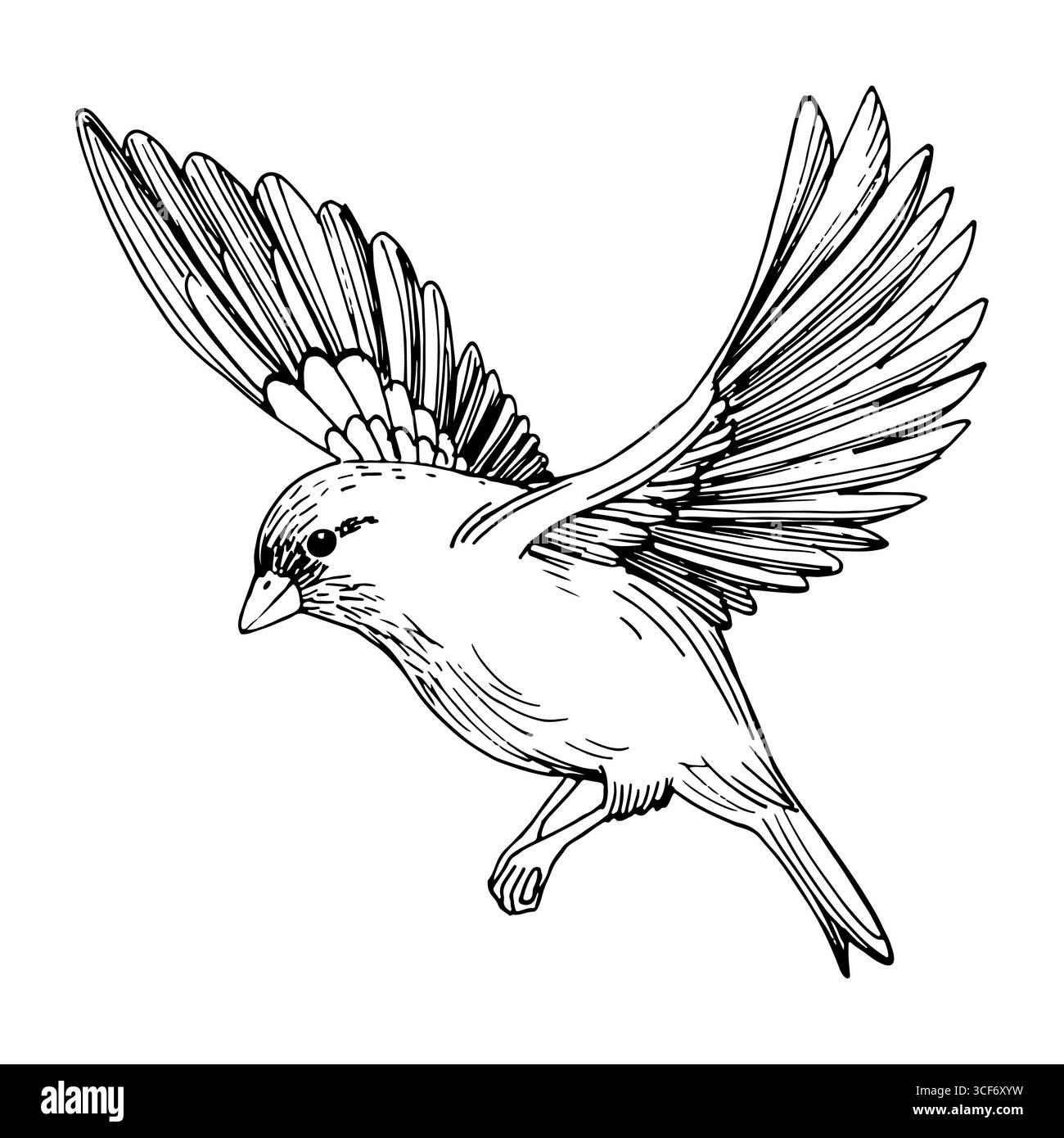 Flying bird handmade ink Black and White Stock Photos & Images - Alamy