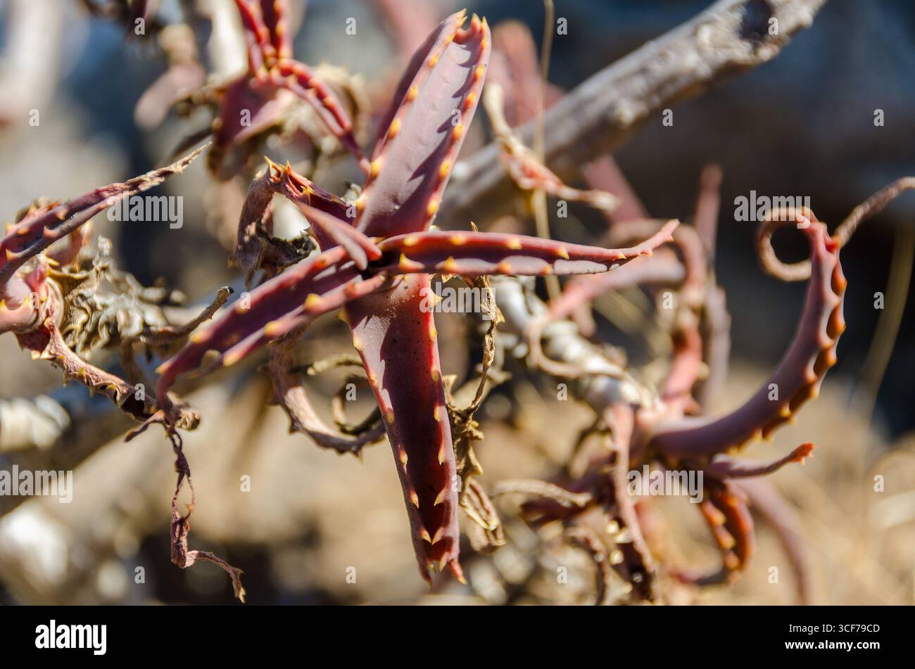 A striking spiky red aloe plant, a resilient part of the flora ...