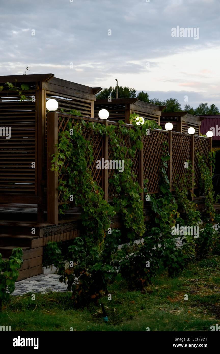 Wooden gazebo with lighting and climbing plants. Gazebo with climbing ...