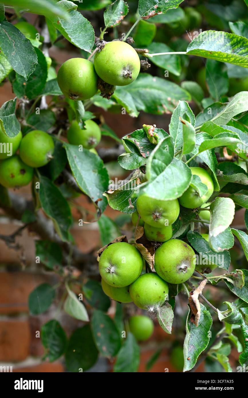 Pruned apple tree hi-res stock photography and images - Alamy