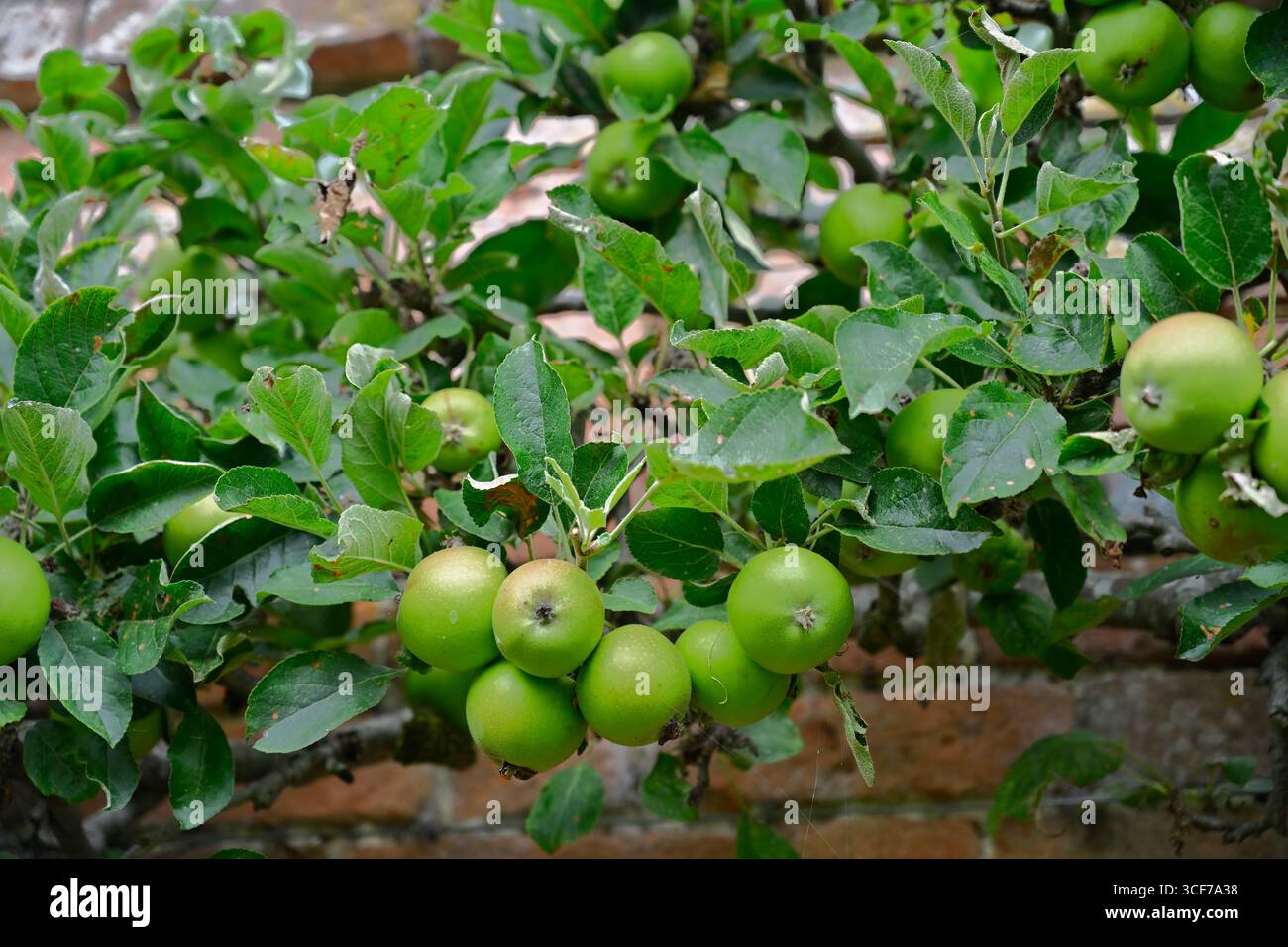 Trained tree of malus domestica Golden Noble cooking apple in walled ...
