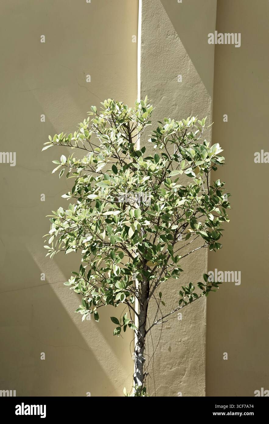 Real photo tropical green botanical ficus plant light and shadow ...