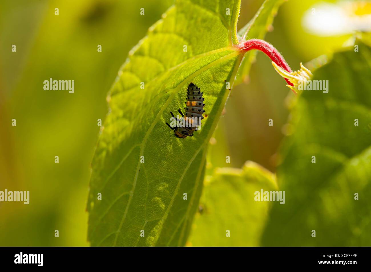 Coelophora inaequalis, variable ladybug larvae, common Australian lady ...