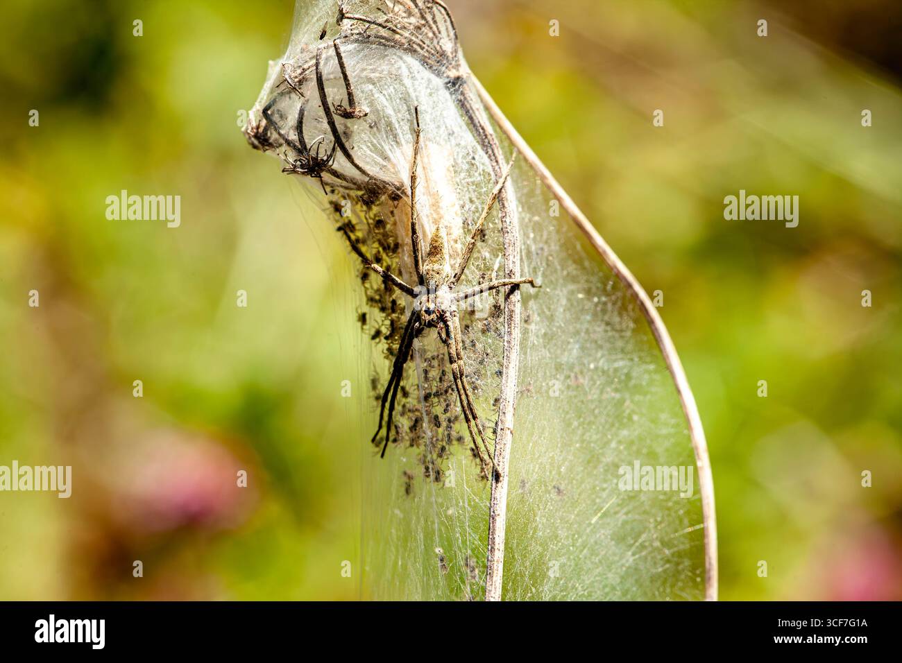 Swamp black baby spiders in hi-res stock photography and images - Alamy