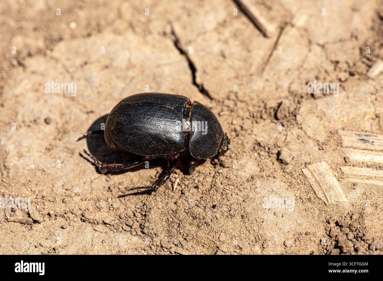 Sizable beetle hi-res stock photography and images - Alamy