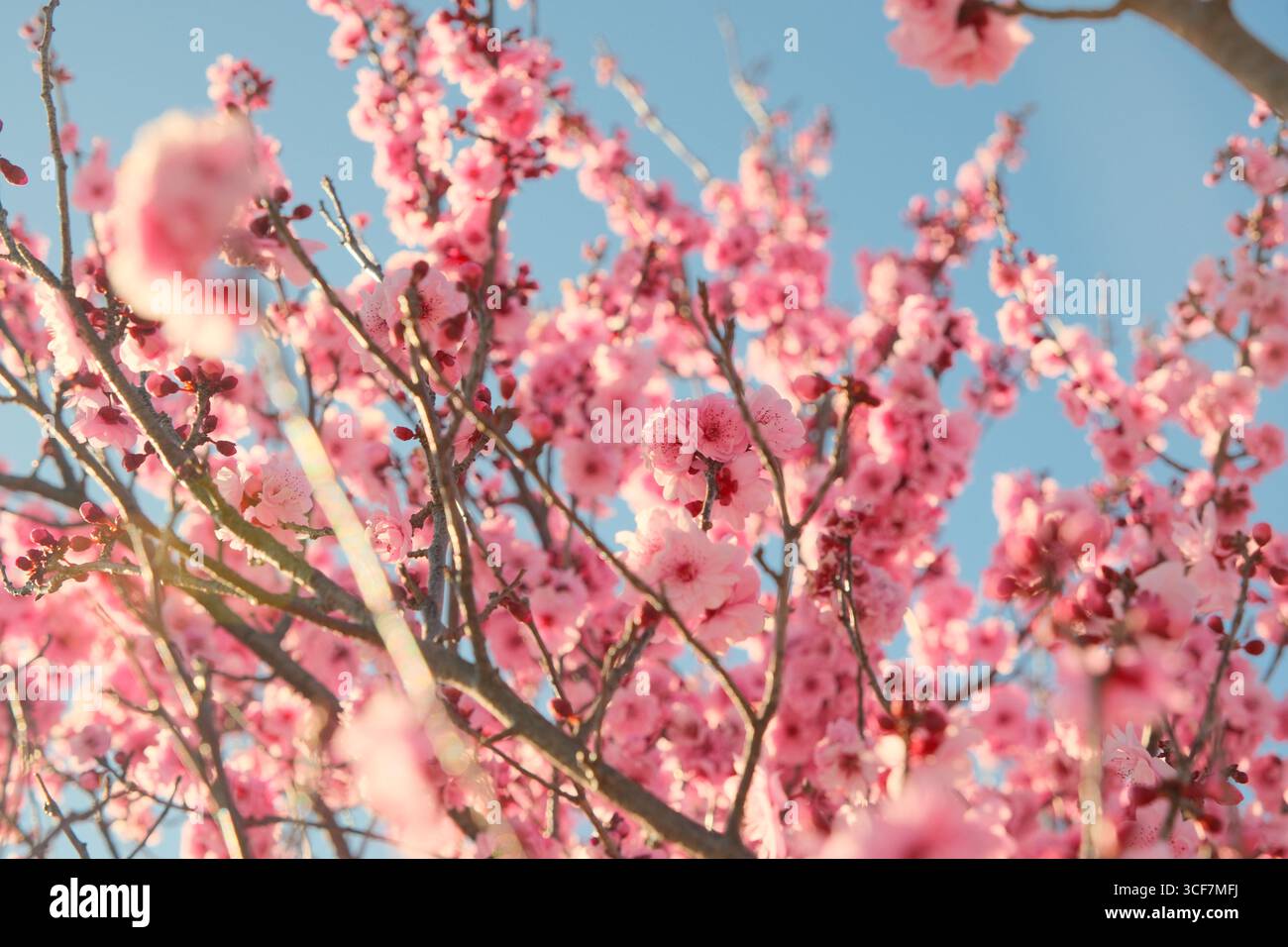 Peach blossoms in orchard hi-res stock photography and images - Alamy