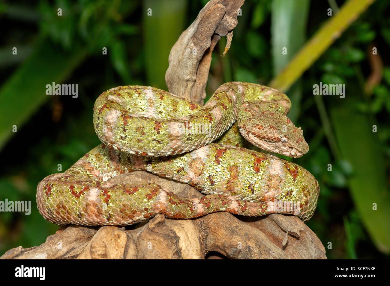 A beautiful christmas tree morph Eyelash Viper (Bothriechis schlegelii ...