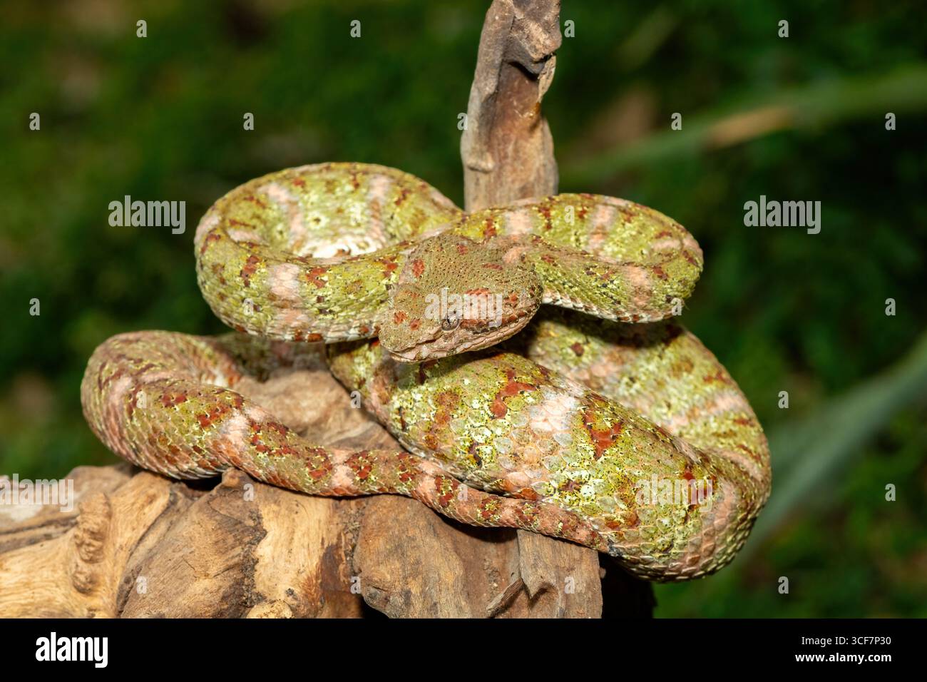 A beautiful christmas tree morph Eyelash Viper (Bothriechis schlegelii ...