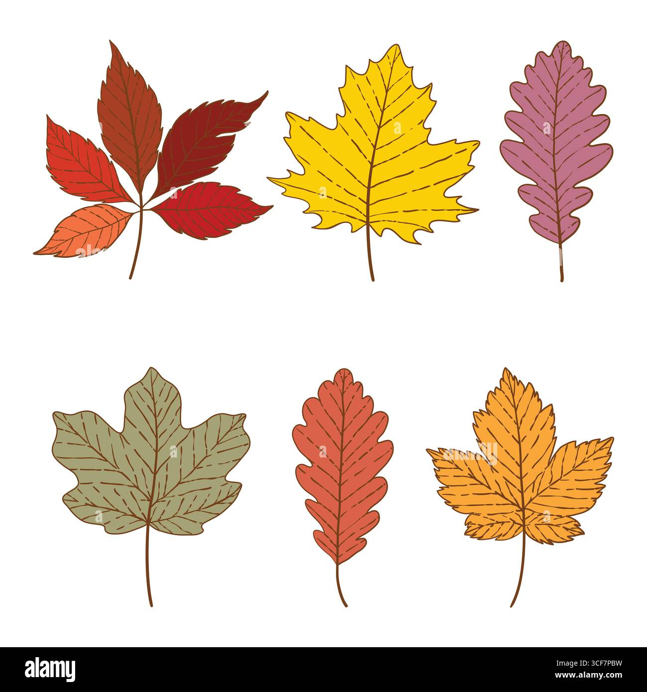 Virginia creeper red leaf Stock Vector Images - Alamy