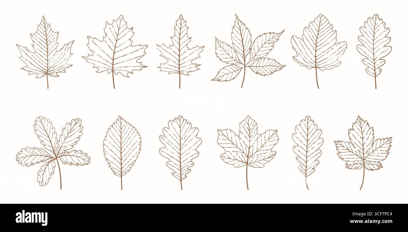 Autumn leaves set. Botanical vintage leaves sketch set. Line art ...