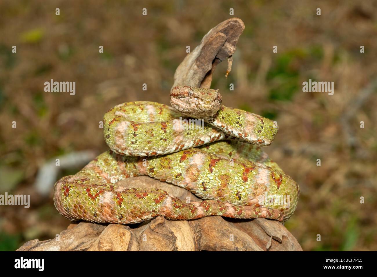 A beautiful christmas tree morph Eyelash Viper (Bothriechis schlegelii ...
