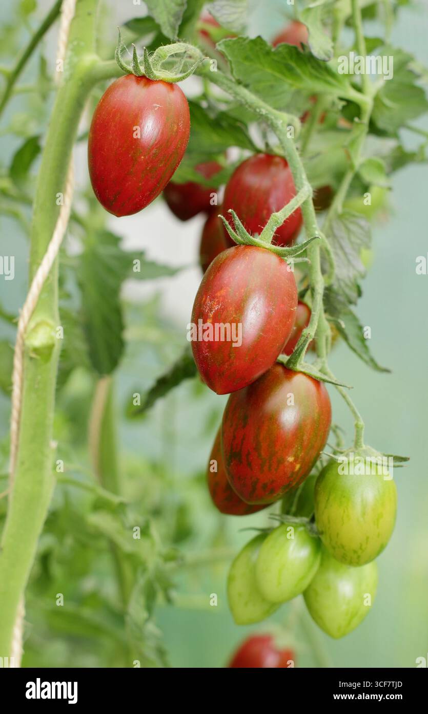 Shimmer tomato hi-res stock photography and images - Alamy