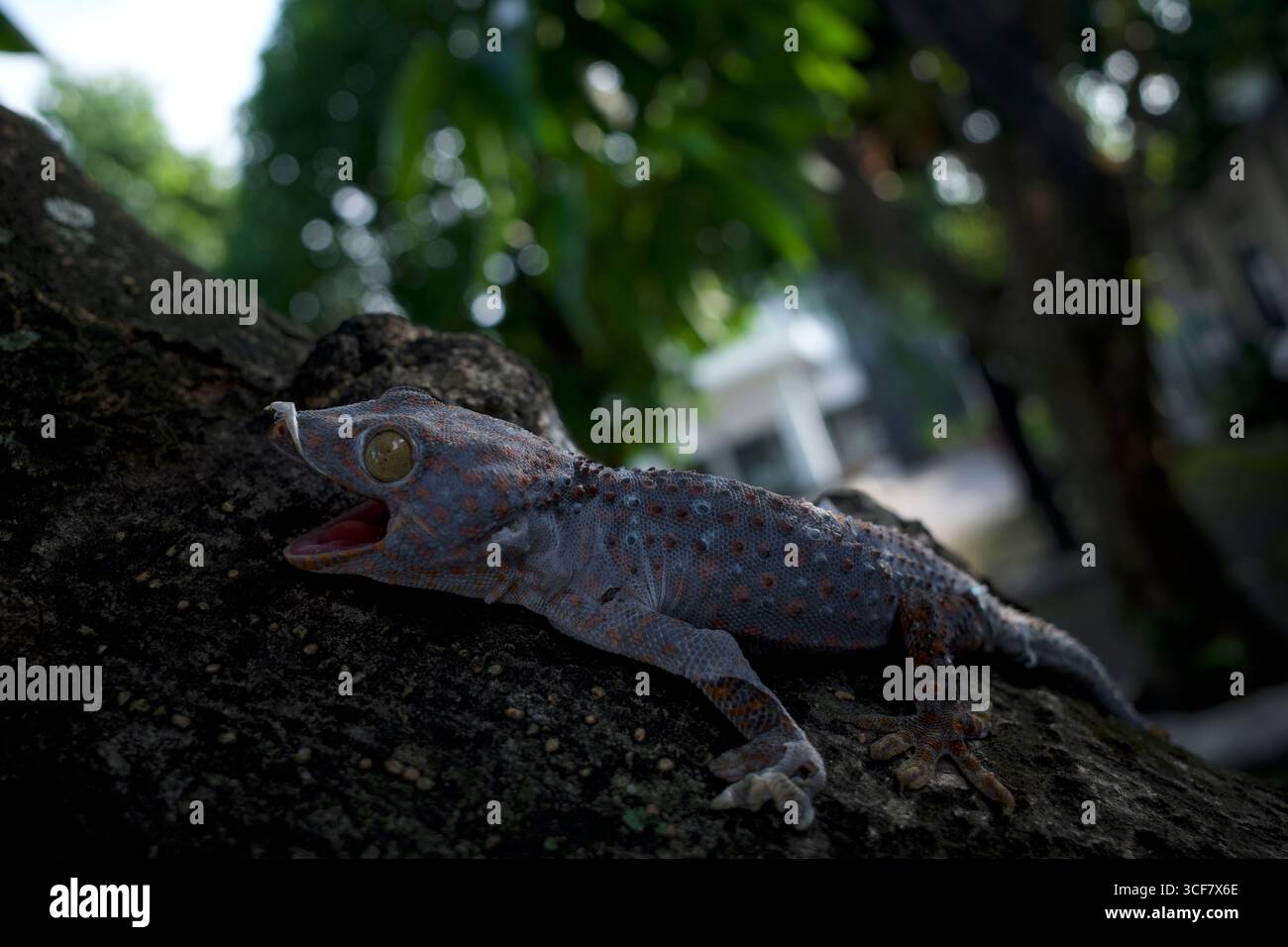Tokay gecko gekko close hi-res stock photography and images - Alamy