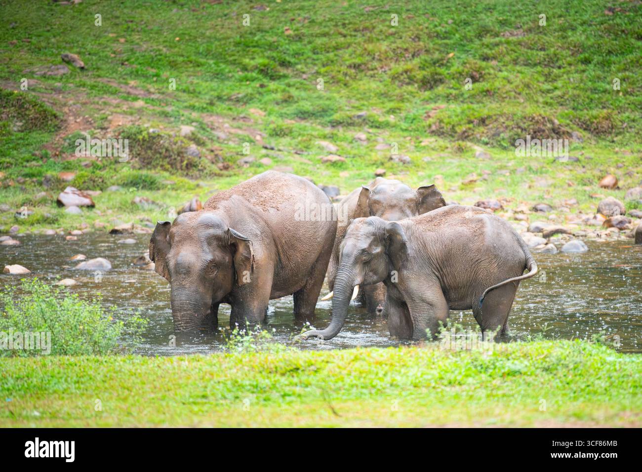 Indian Elephants, Wild Herd Taking A Bath At A Lake In Anakulam Near ...