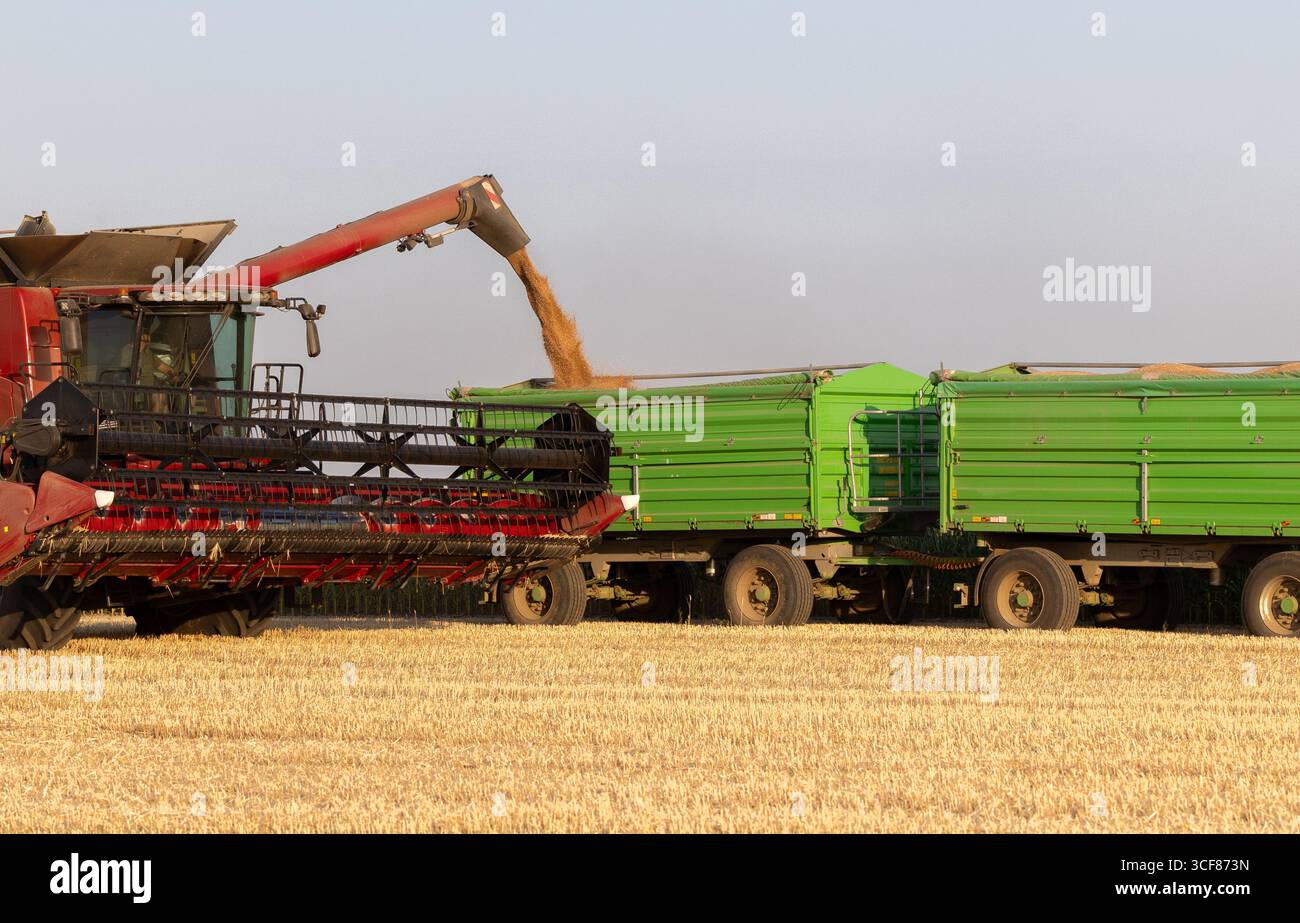 Wheat harvest. Combine harvesters transferring freshly harvested wheat ...