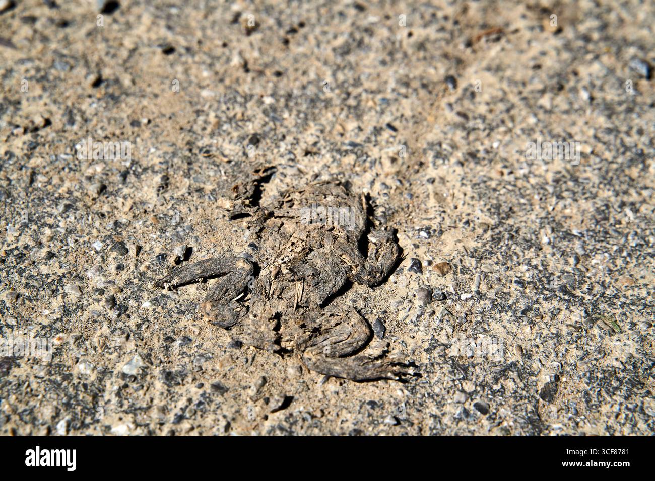 Bavaria, Germany - August 19, 2025: A flattened, dried-up frog lies on ...