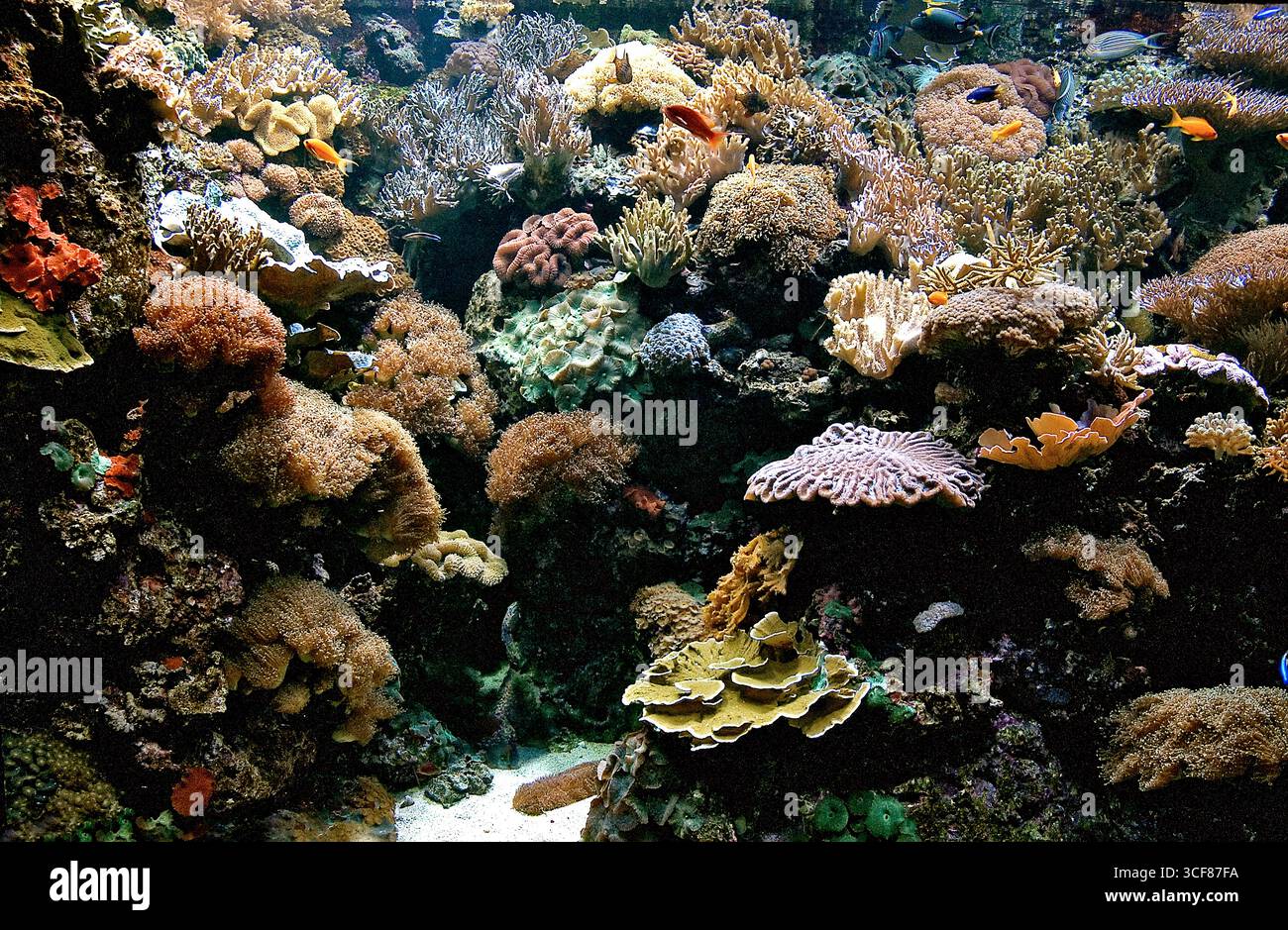 Fishes in lisbon oceanarium corals hi-res stock photography and images ...