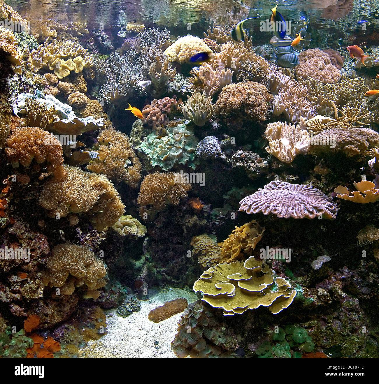 Fishes in lisbon oceanarium corals hi-res stock photography and images ...