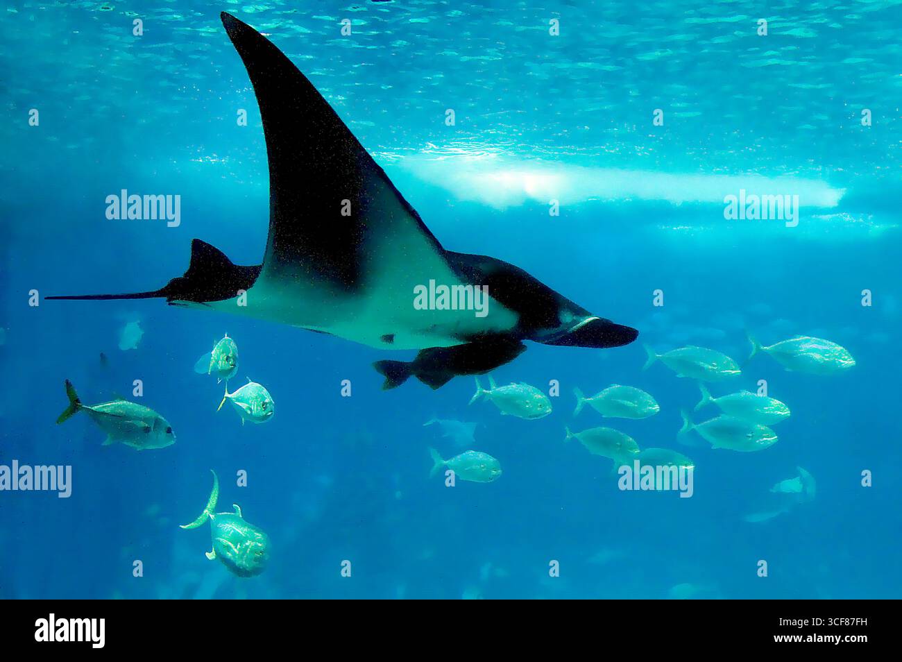 Manta ray and suckerfish in Oceanarium de Lisboa, Portugal Stock Photo ...