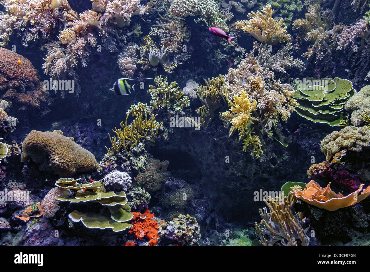 Section of the large coral reef aquarium in Oceanarium de Lisboa ...