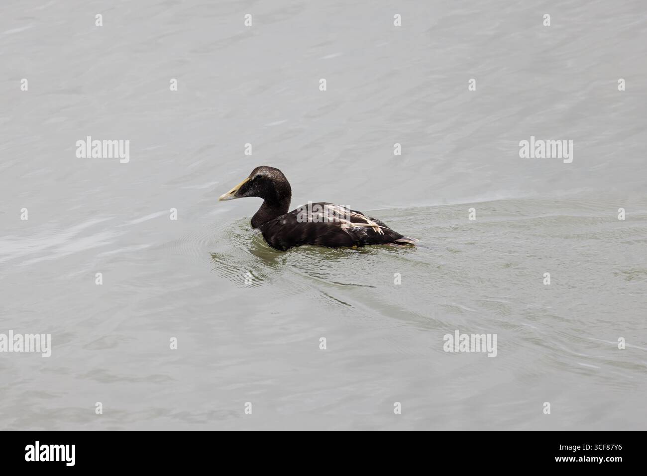 Male eider breeding moult hi-res stock photography and images - Alamy