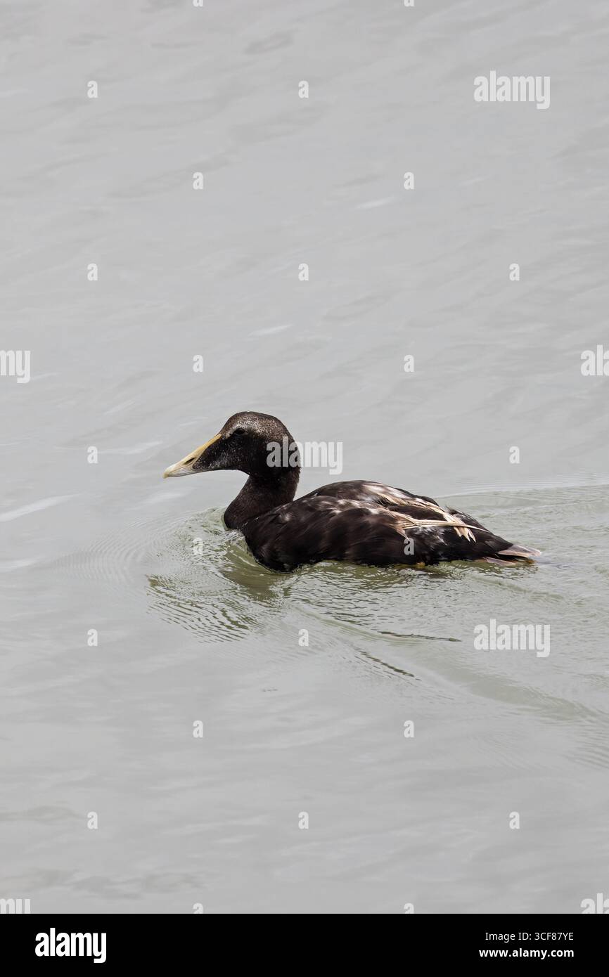 Male eider breeding moult hi-res stock photography and images - Alamy