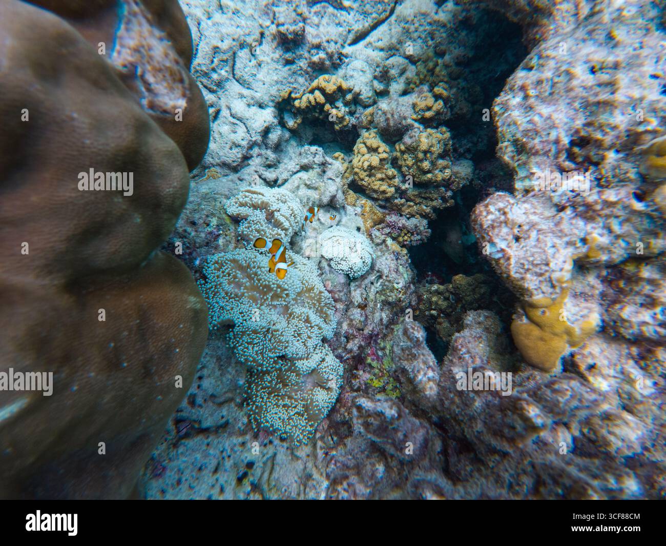 Diverse marine life swims among hi-res stock photography and images - Alamy