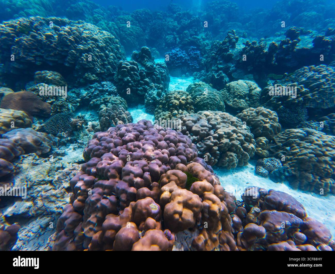 Underwater view showcases vibrant coral formations in a thriving reef ...