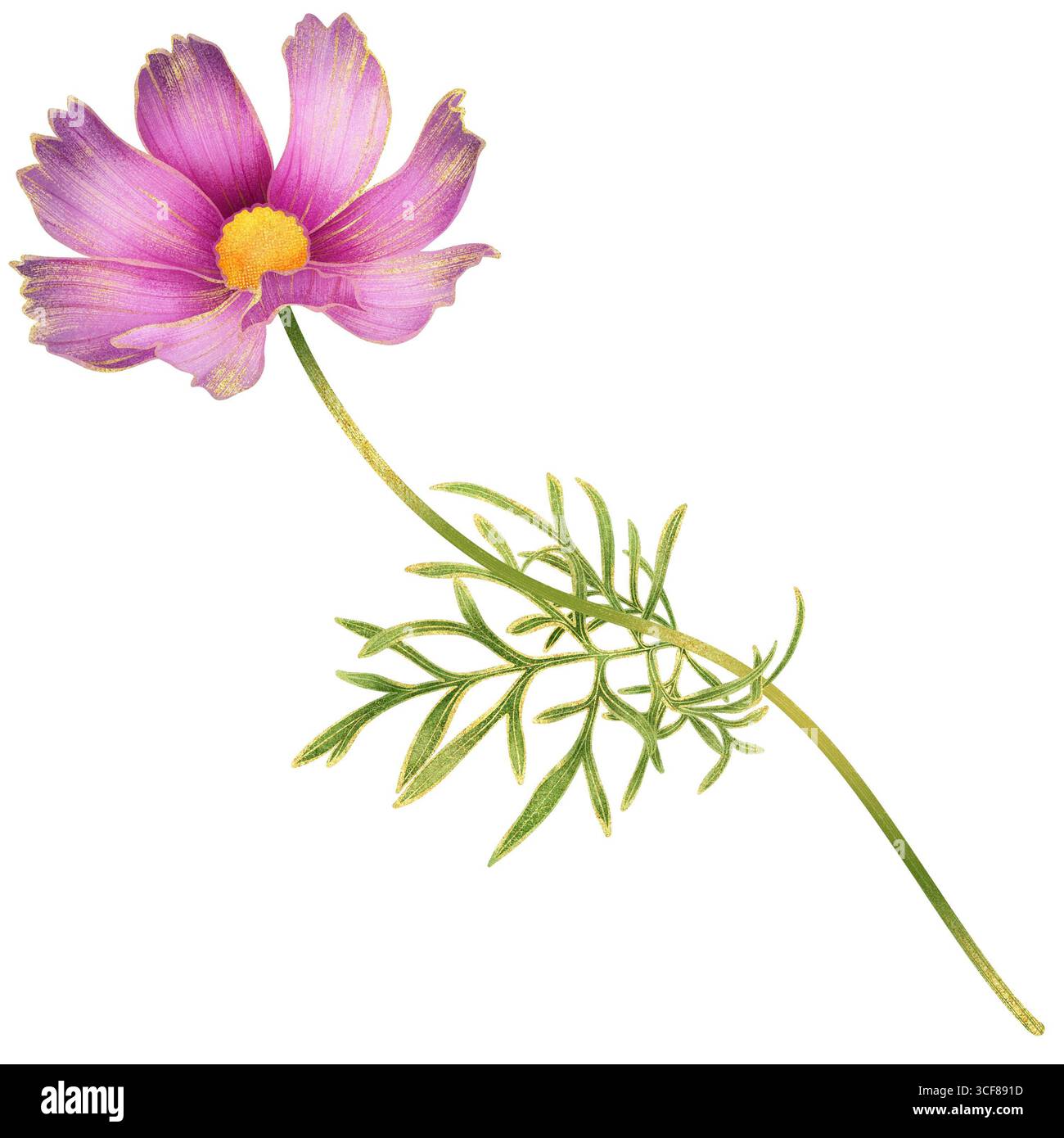 Cosmos wildflower bloom Cut Out Stock Images & Pictures - Alamy