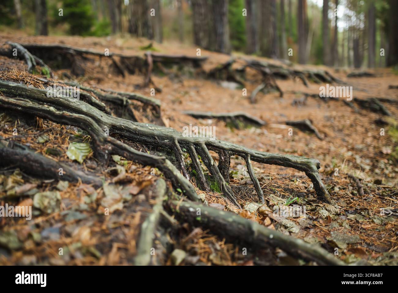 Twisted tree roots emerge from the forest floor, creating a natural ...