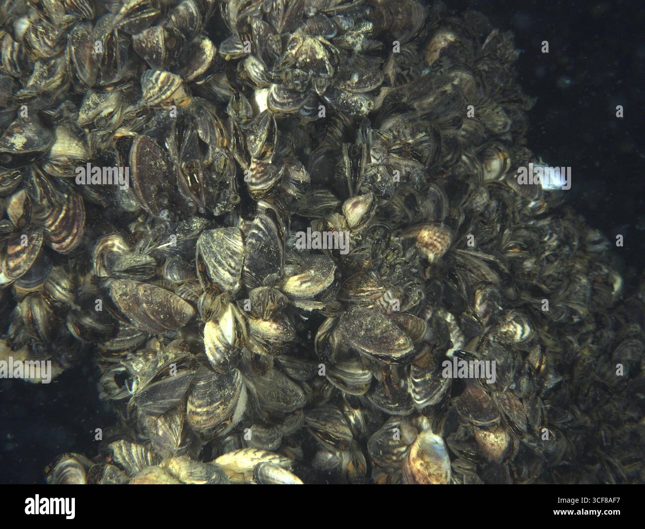 Large group of mussels, quagga triangle mussel (Dreissena rostriformis ...