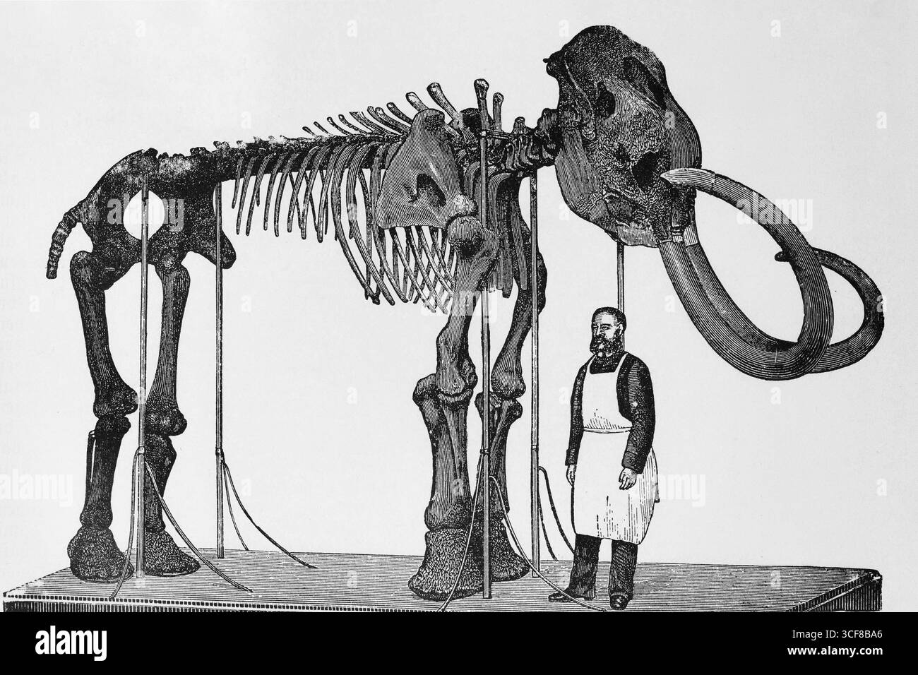 Mammal comparison Black and White Stock Photos & Images - Alamy