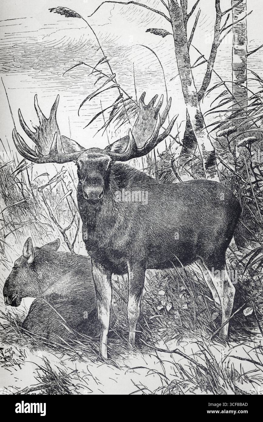 World wild animals engraving hi-res stock photography and images - Alamy