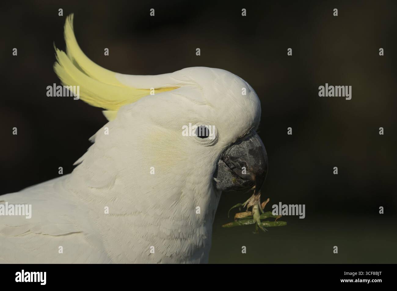 Sulphur-crested cockatoo (Cacatua galerita) adult bird head portrait ...