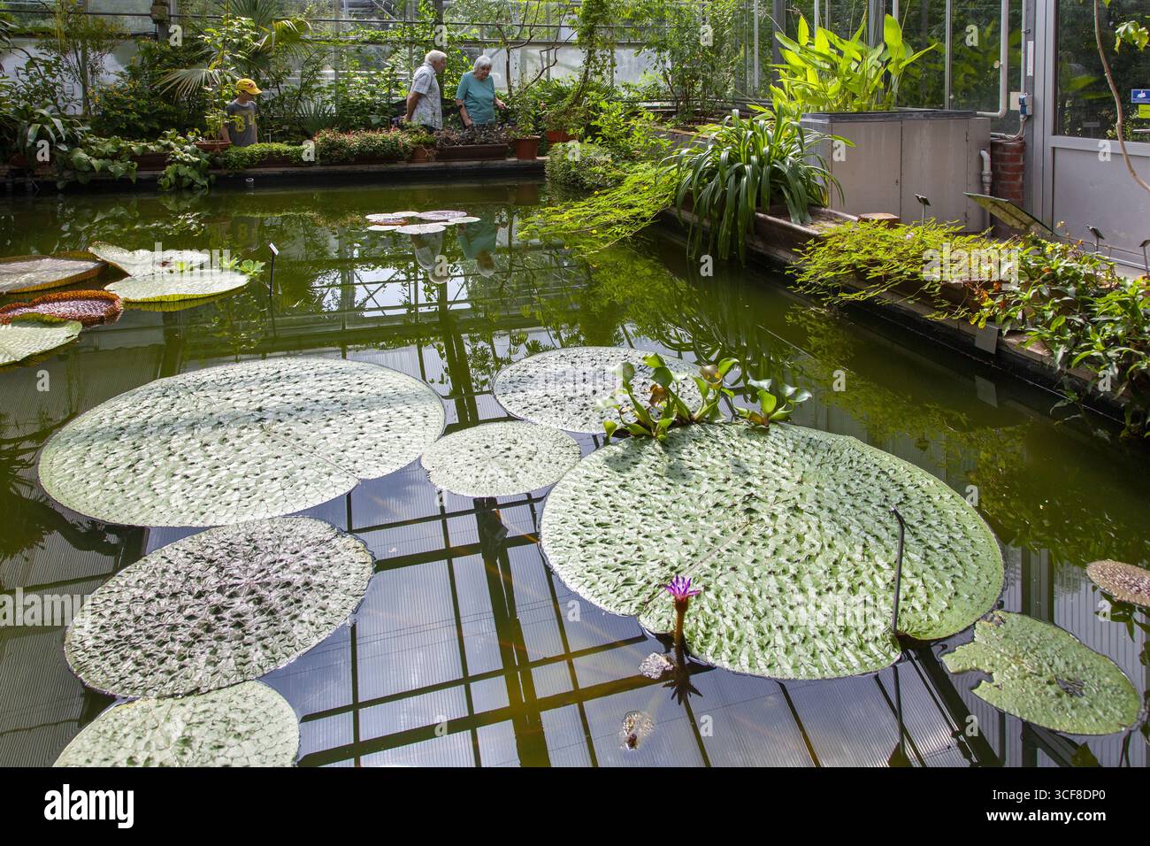 Botanical Garden in Dresden, rainforest house with tropical plants ...