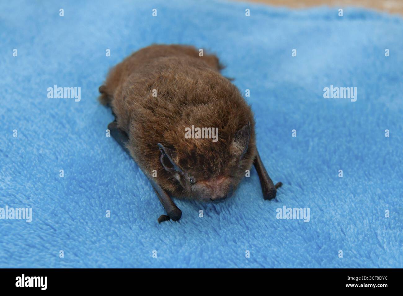 Bat nathusius pipistrelle pipistrellus hi-res stock photography and ...