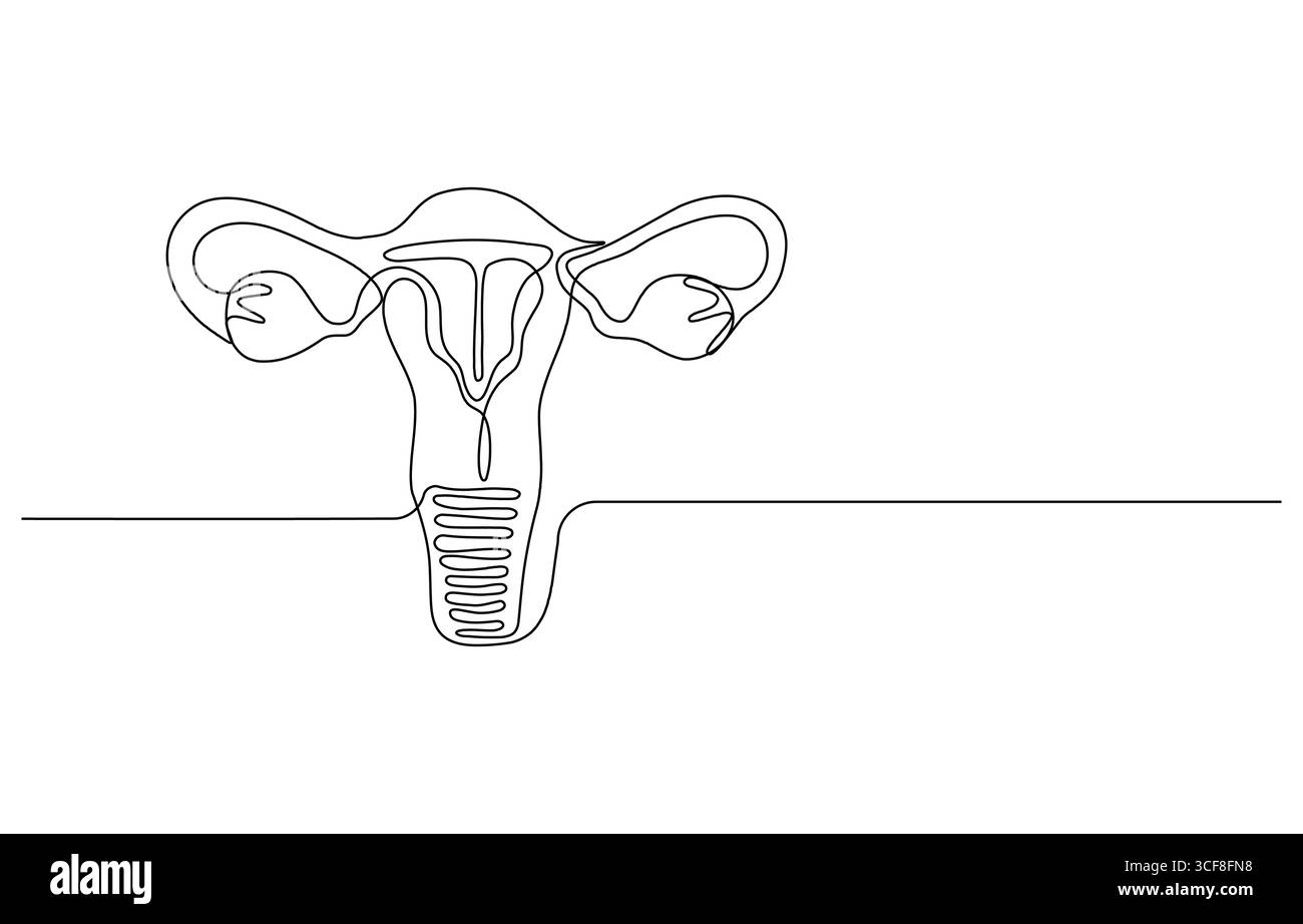 Endometrium vector vectors Black and White Stock Photos & Images - Alamy