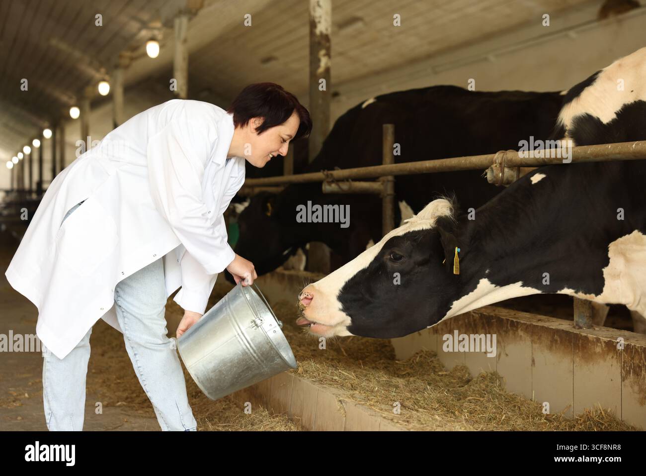 Farmer with bucket feeding cute cows inside cowshed in dairy farm Stock ...