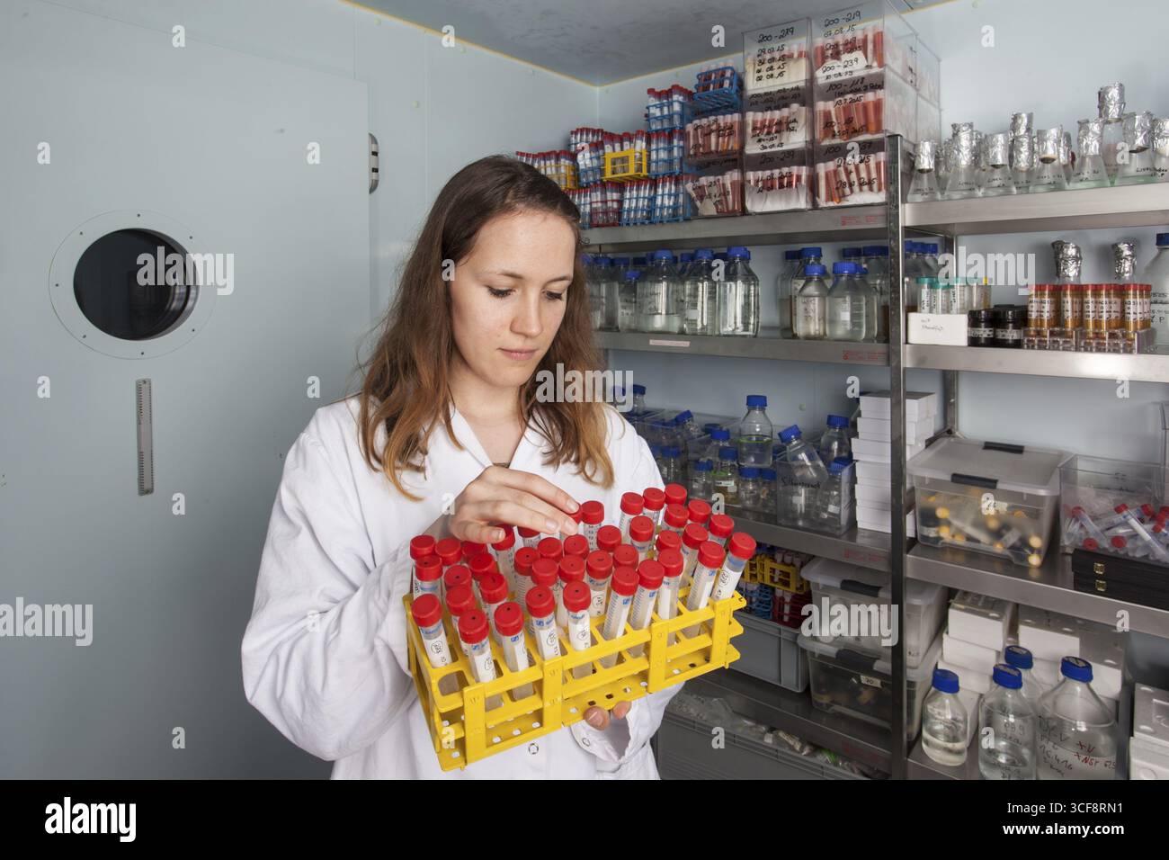 Scientist in the cold room at 4 degrees in the genetic engineering department in the faculty of ...